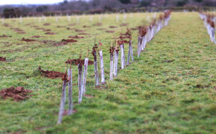 Truro tree-planting at Boscawen Farm is a huge success, thanks to ...